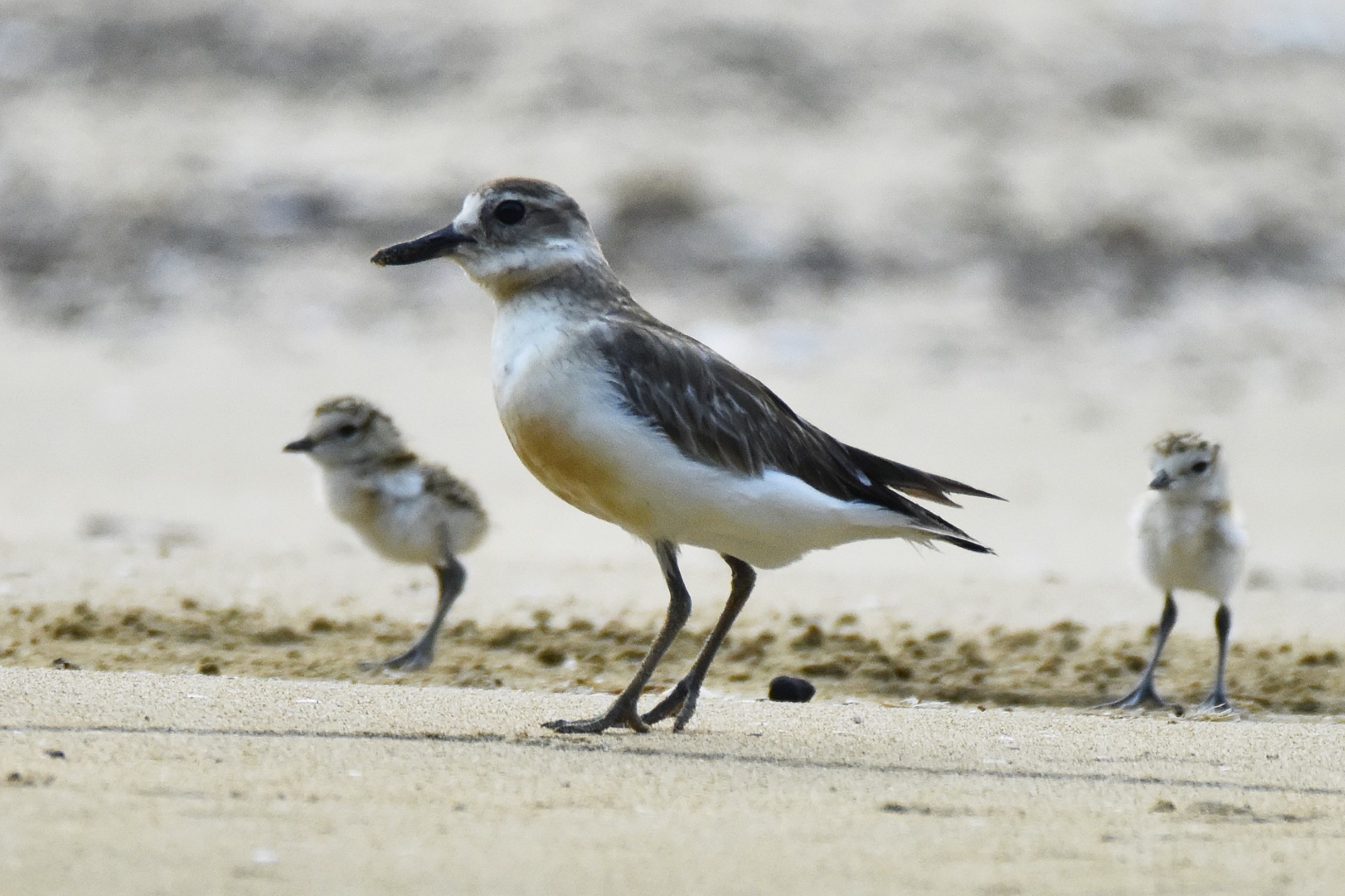 Donate - Project Island Song