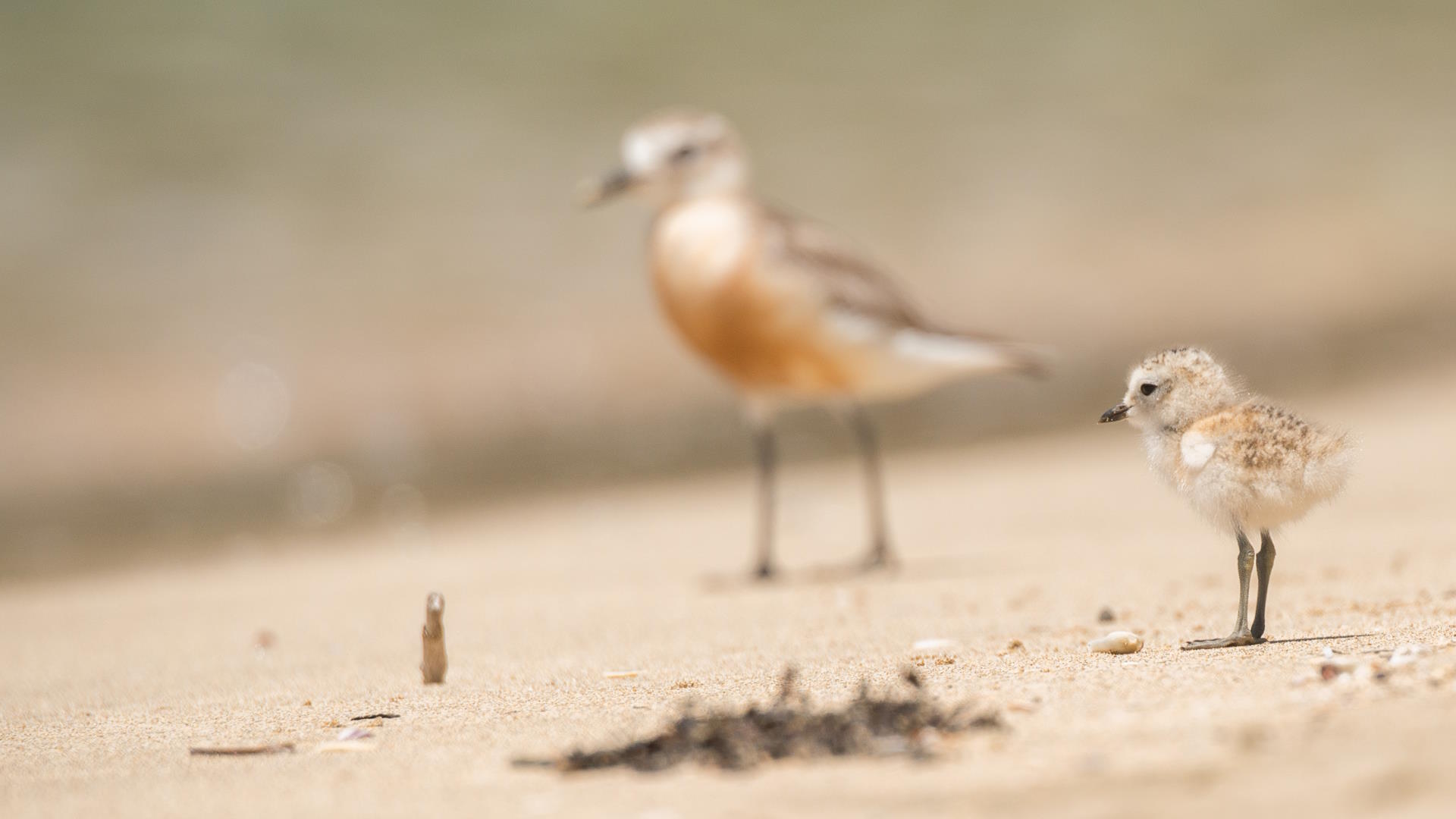 Meet the partners - Project Island Song