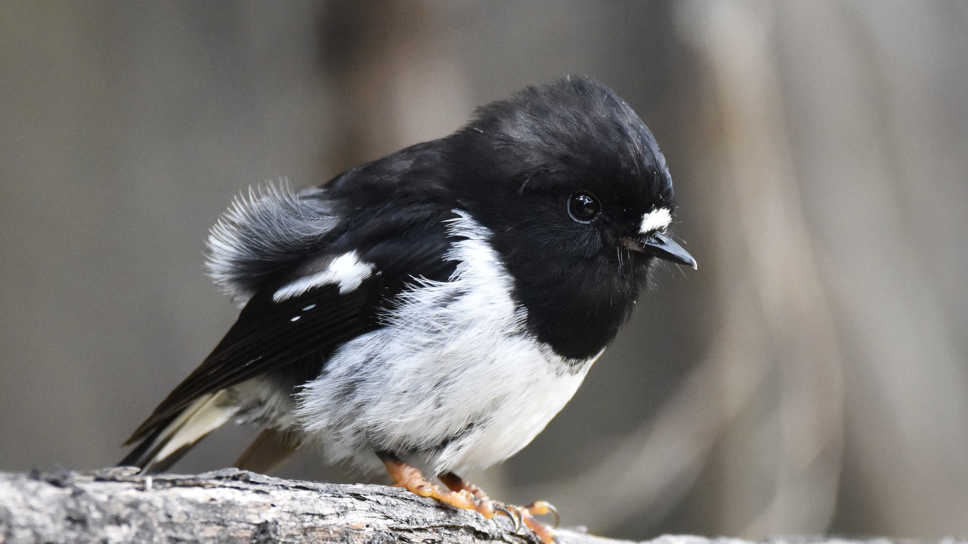 Get your business involved - Project Island Song