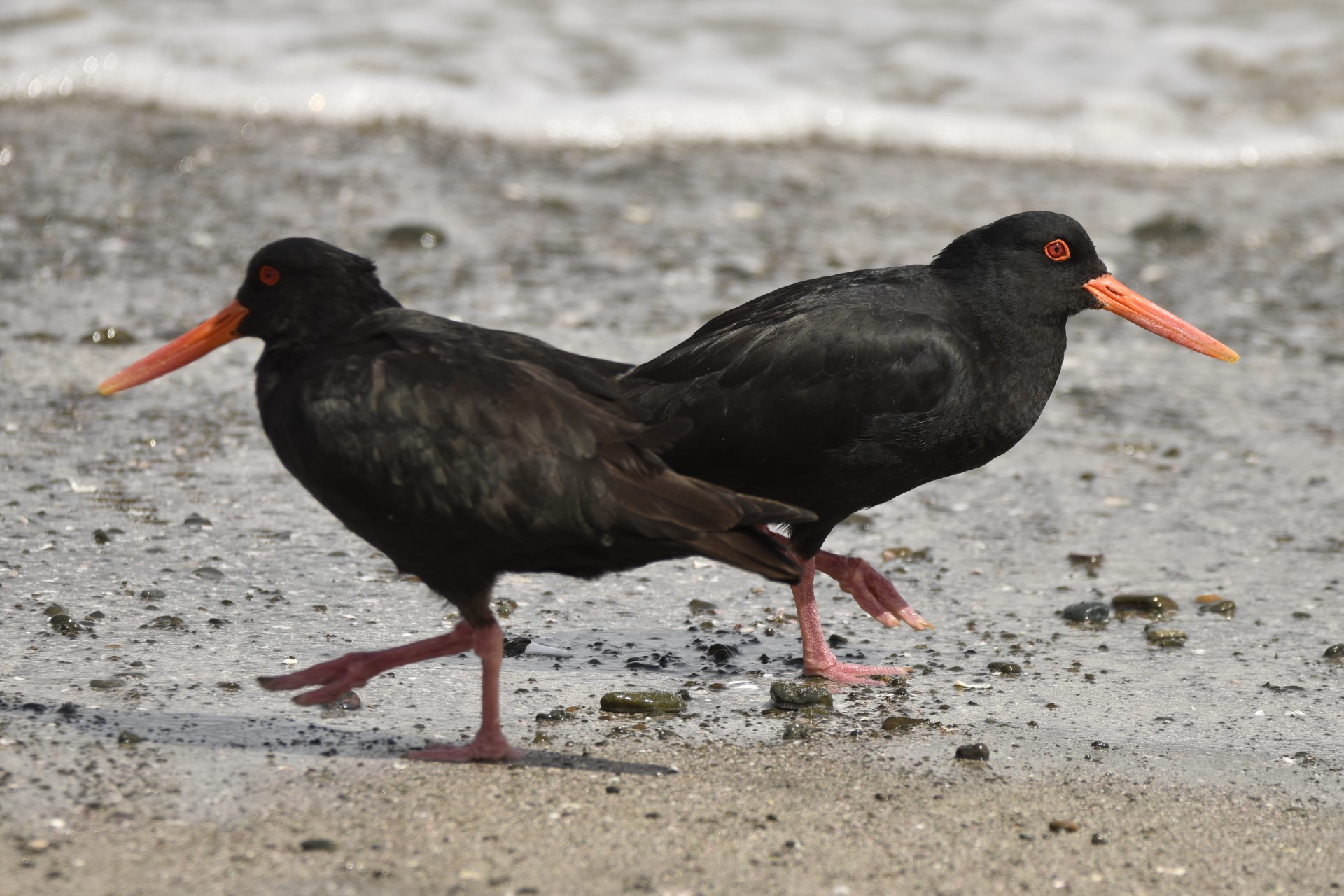 What we do - Project Island Song