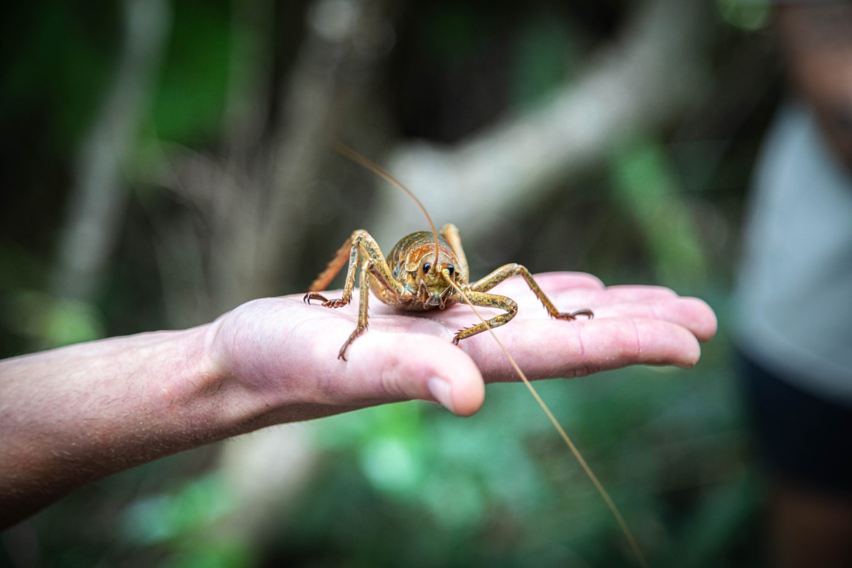 Our story - Project Island Song