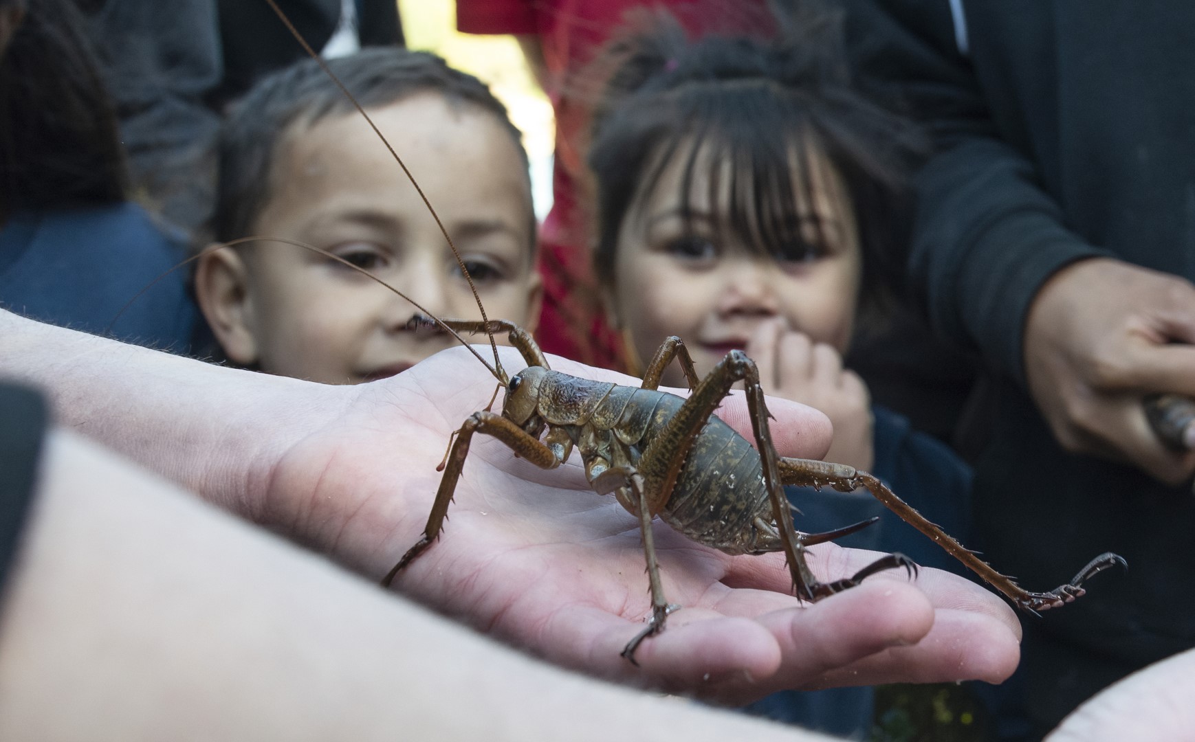 Returning more wētāpunga to Ipipiri - Project Island Song
