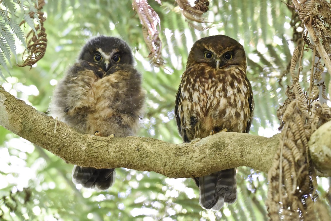 Raffle - Project Island Song