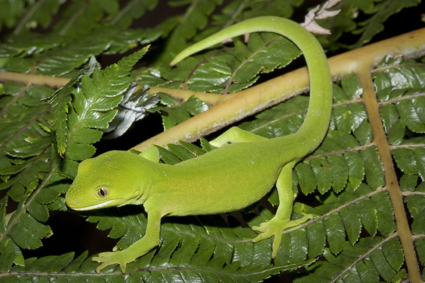 Searching for green geckos - Project Island Song
